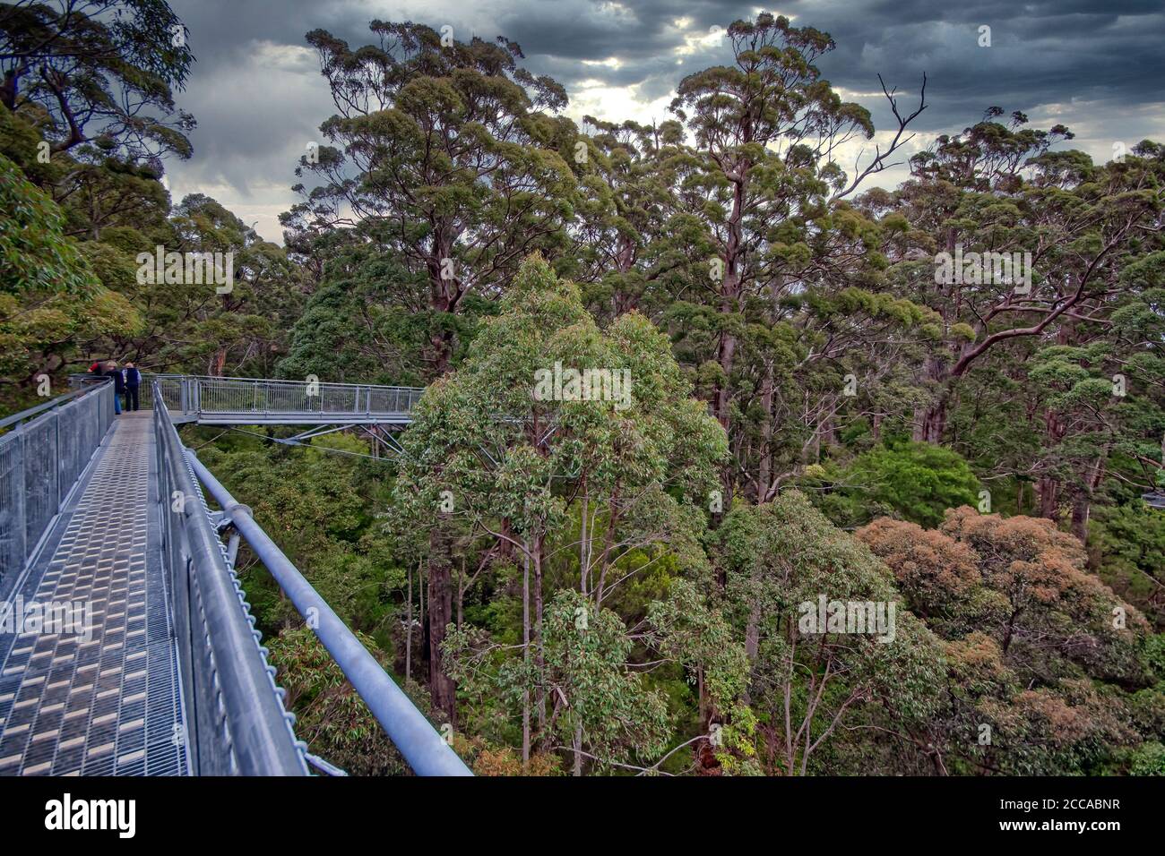 Treetop walk valley giants australia hi-res stock photography and ...