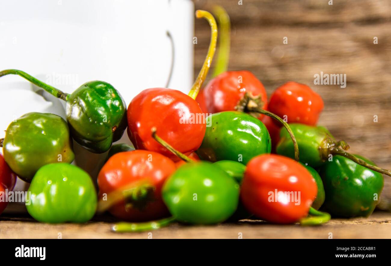 Goat pepper (Capsicum chinense). Smelling peppers used in Brazilian ...