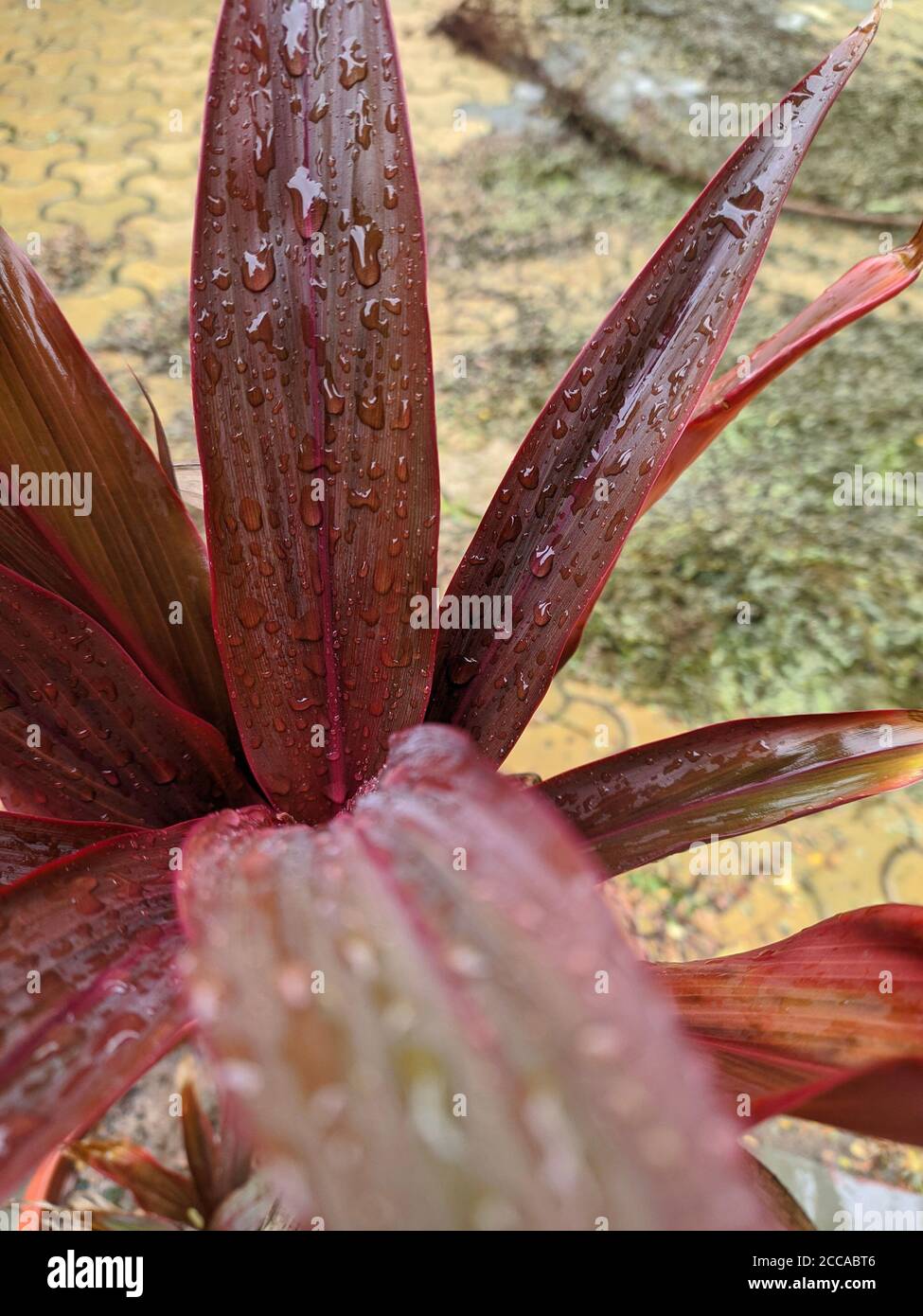 Maroon leaf hi-res stock photography and images - Alamy