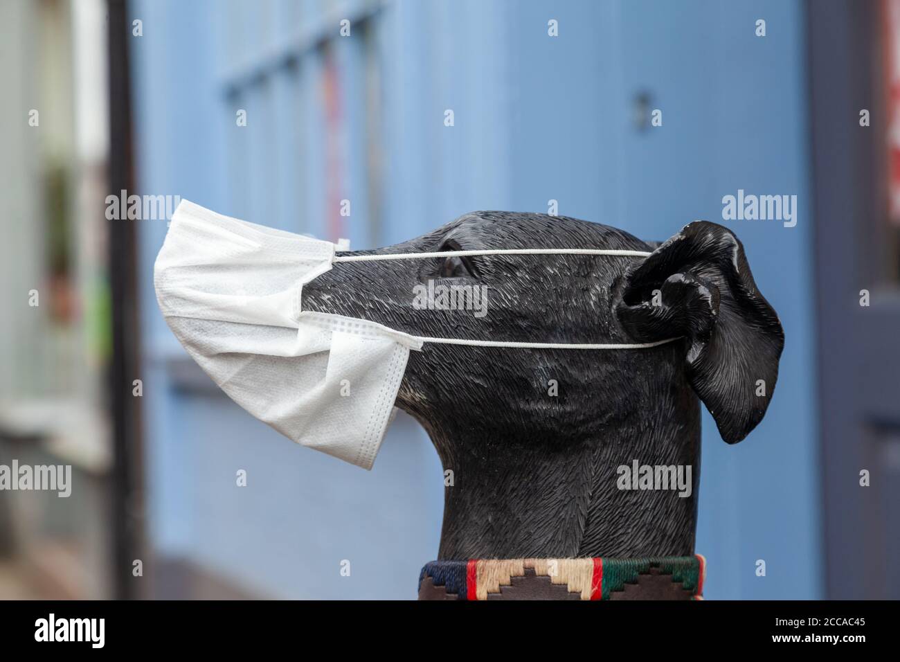 Dog virus animals hi-res stock photography and images - Alamy