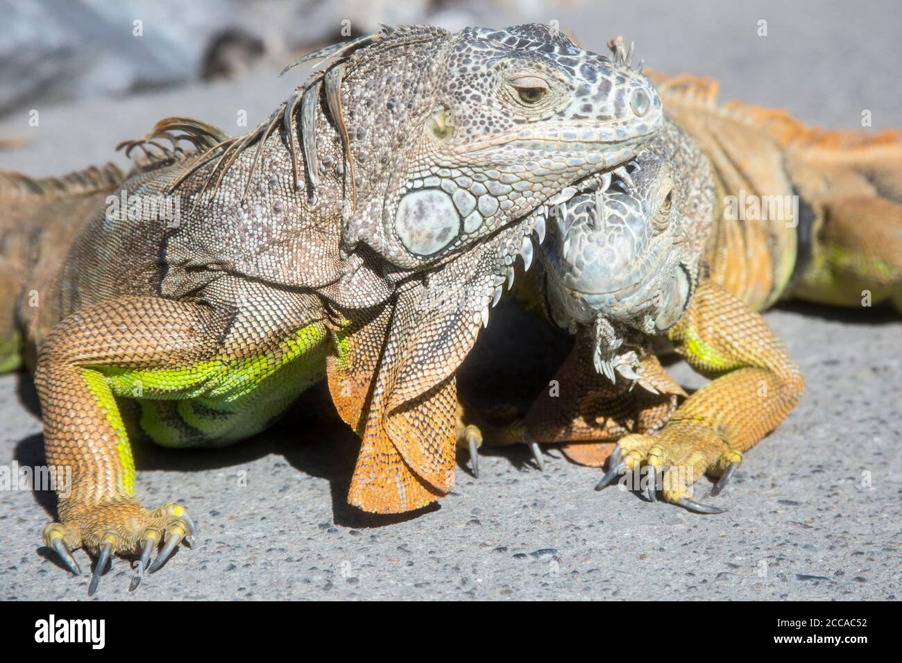 Wild Iguanas thrive in the tropical climate of Puerto Vallarta, Mexico ...