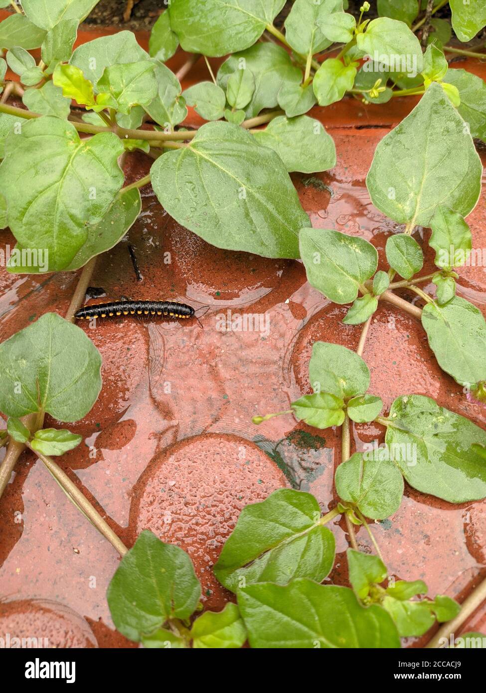 Insect with many legs hi-res stock photography and images - Alamy