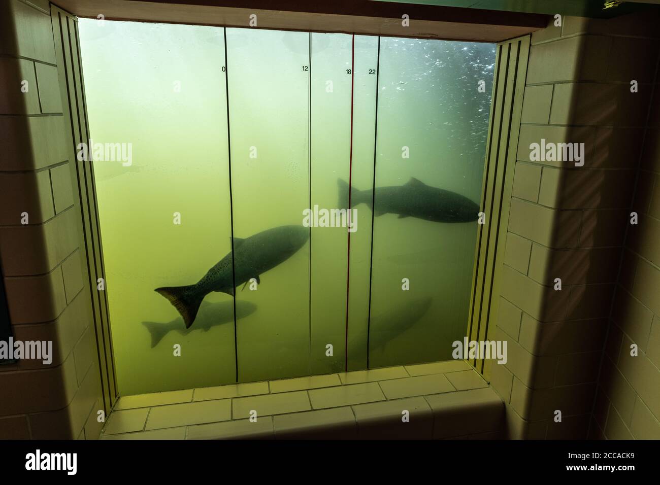 Public Viewing Window for Fish Migrating up a Fish Ladder Stock Photo ...