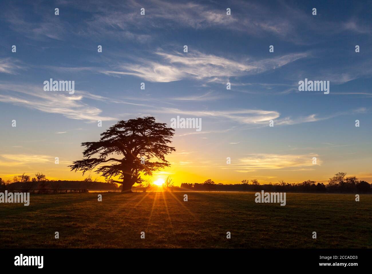 Setting sun and tree silhouette hi-res stock photography and images - Alamy