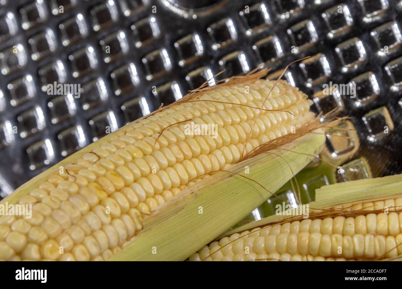 Corn cob. Green corn (Zea mays). Natural food for fresh consumption ...