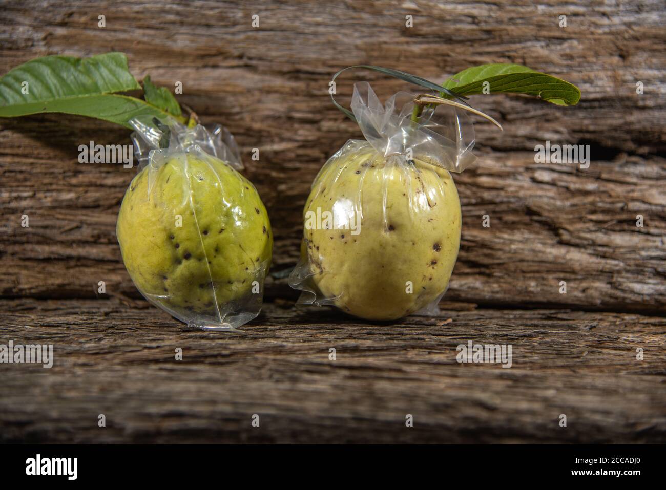 Wrapped guava hi-res stock photography and images - Alamy