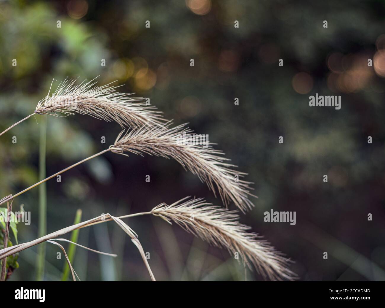 Barley grass hi-res stock photography and images - Alamy