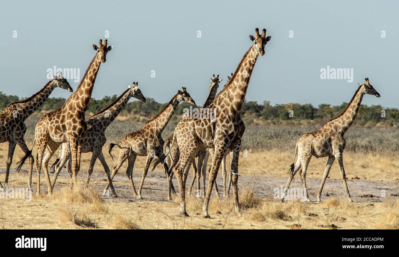 Group giraffes in bush in hi-res stock photography and images - Alamy