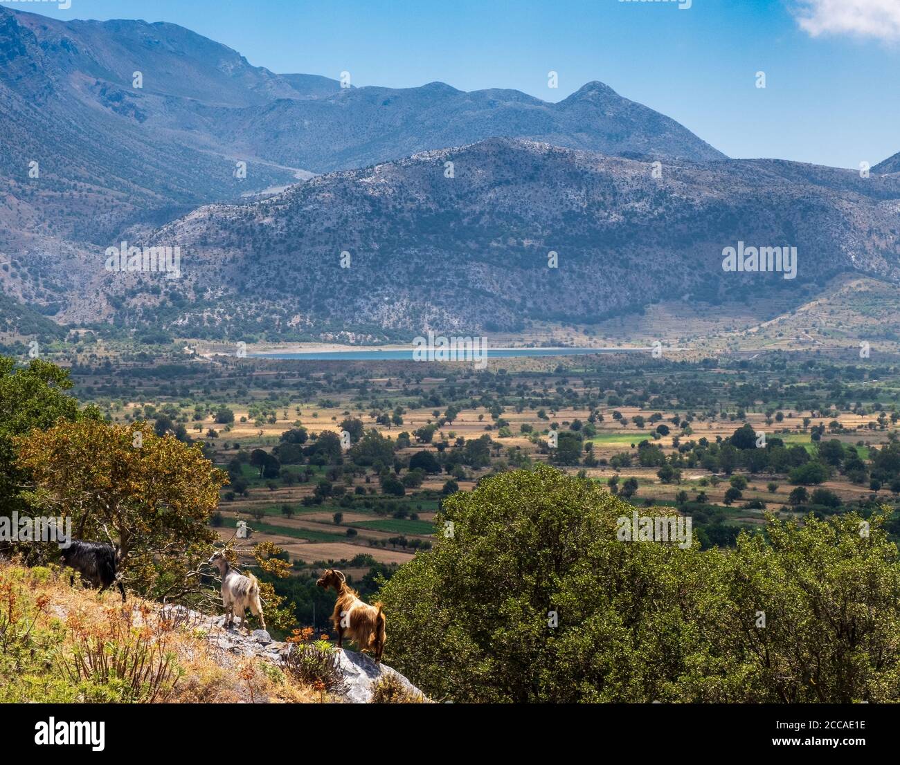 Goats on Lasithi Plateau, Crete, Greece Stock Photo - Alamy
