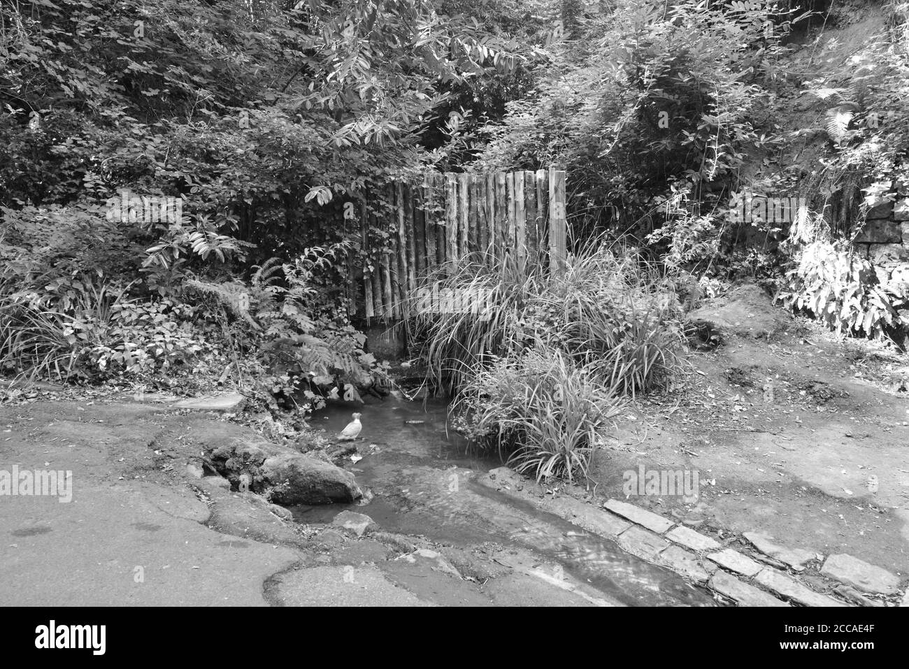 Small Weir at the Shanklin Chine on the Isle of Wight Stock Photo - Alamy