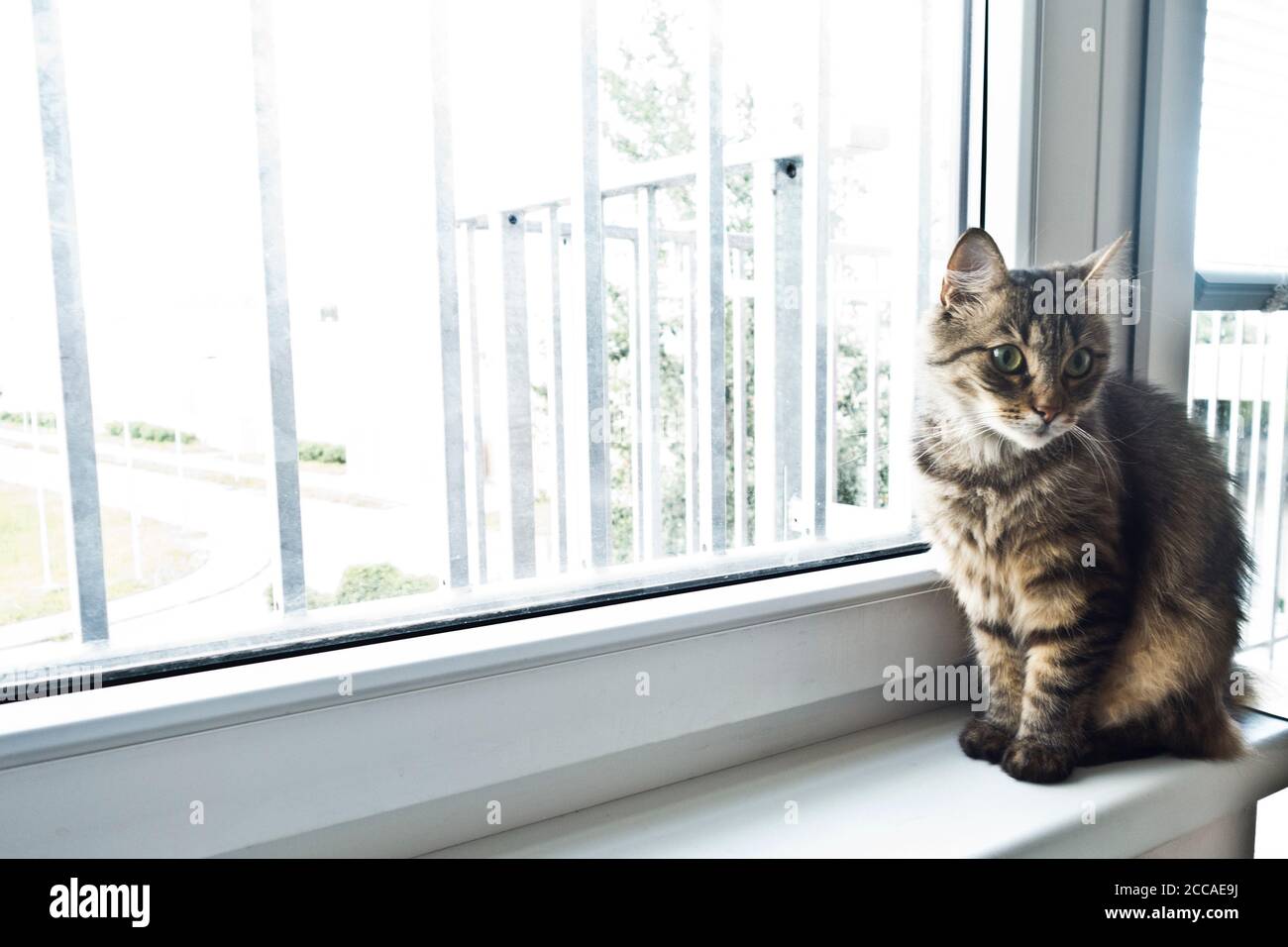 cat sitting by the window Stock Photo - Alamy
