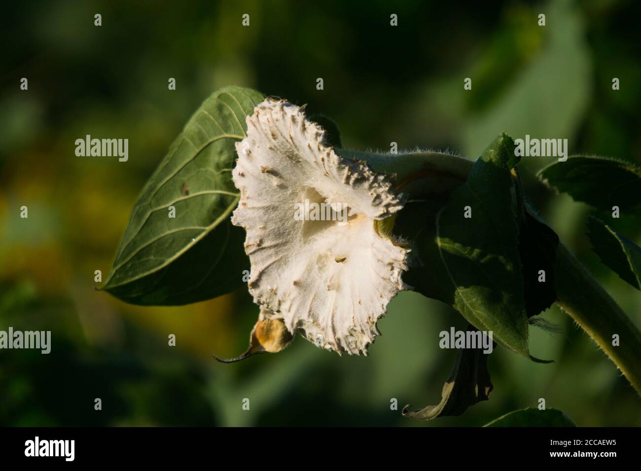 close-up photo of a broken sunflower in the summer season Stock Photo ...