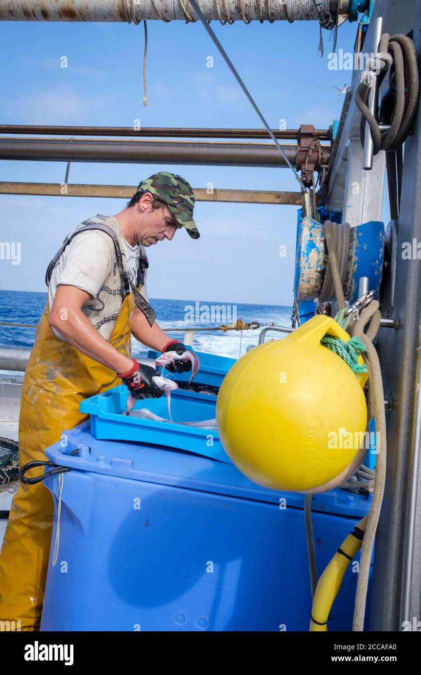 A fisherman sorts the freshly caught fish on a trawler. Costa Brava ...