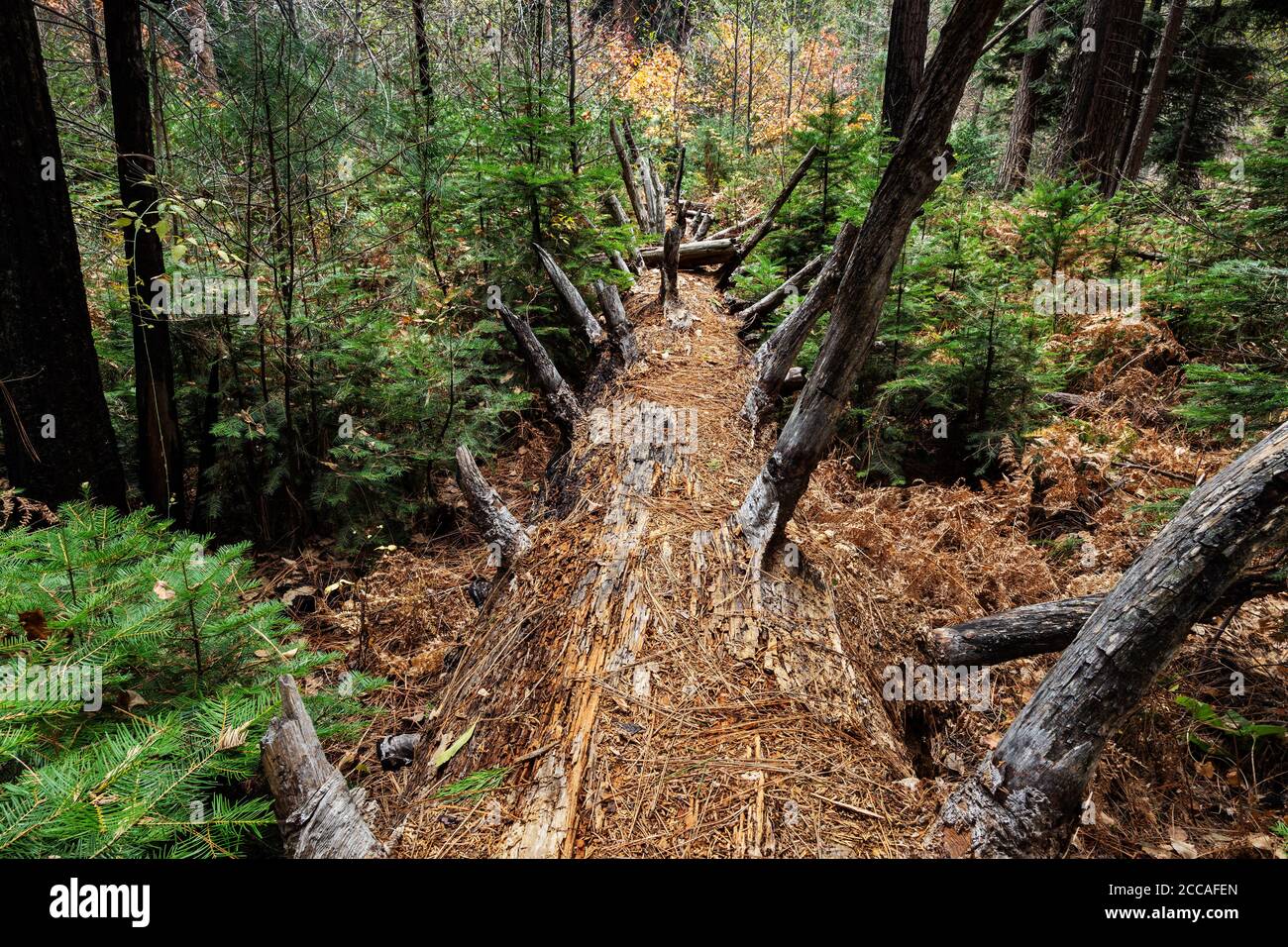 Rotting log texture hi-res stock photography and images - Alamy