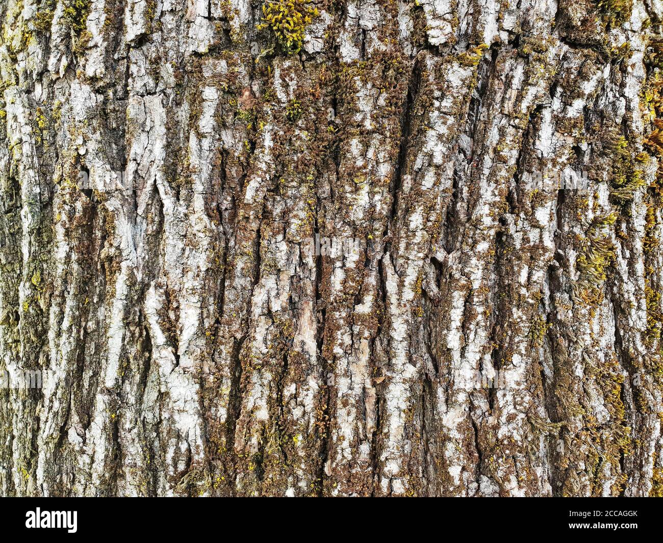 Texture of the white bark of a tree with green moss and lichen, as ...