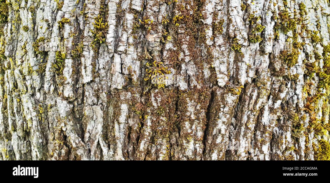 Texture of the white bark of a tree with green moss and lichen, as ...