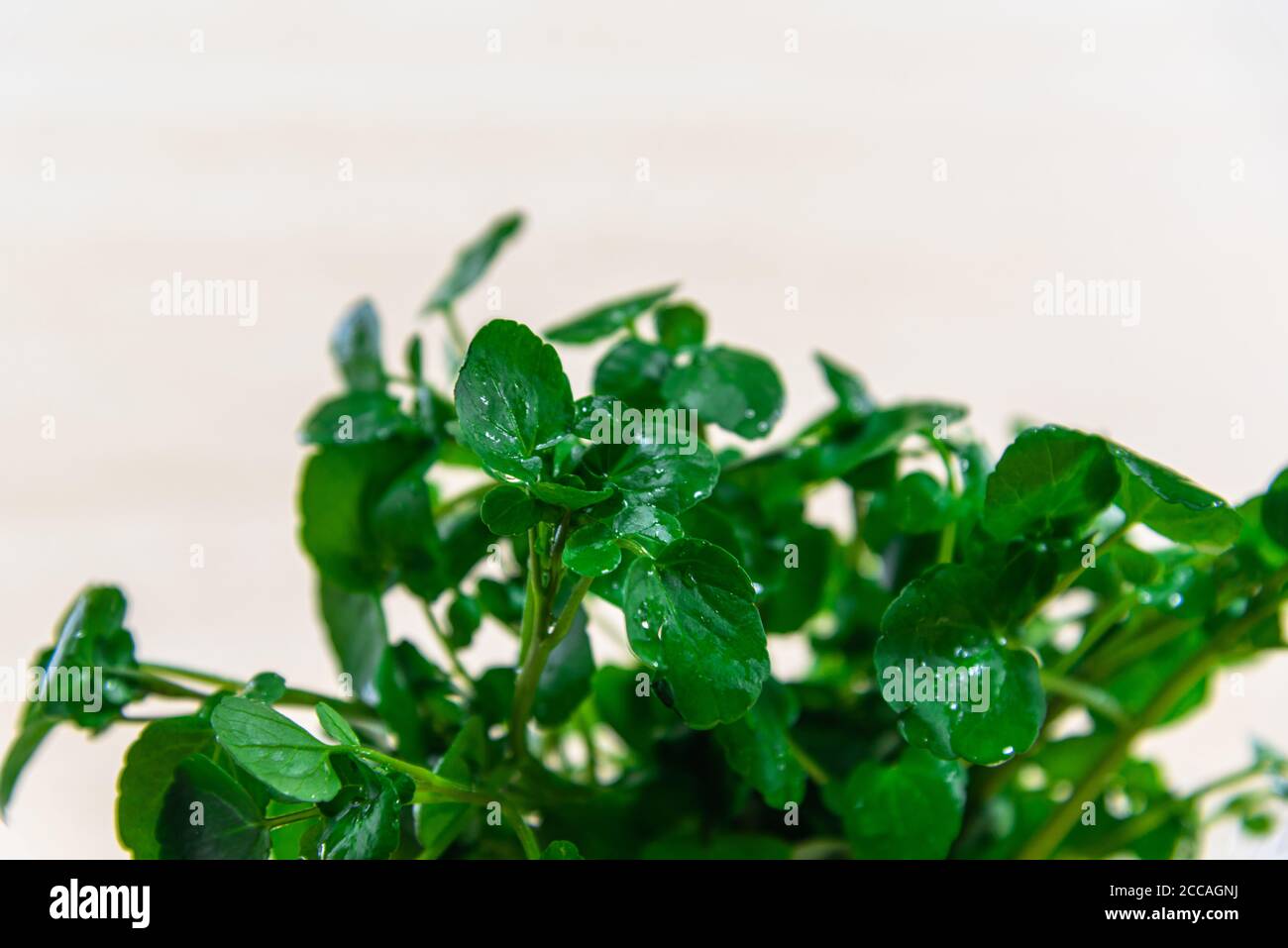 Cress growing in can hi-res stock photography and images - Alamy