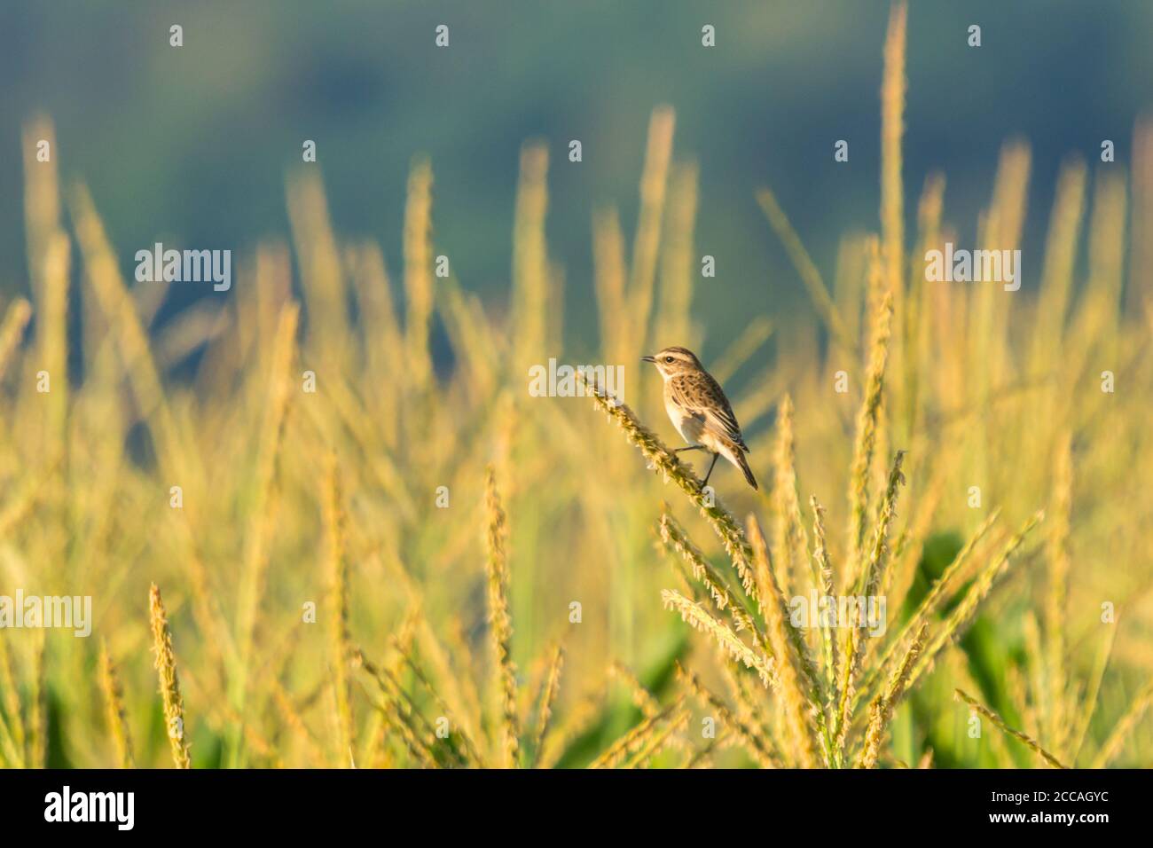 Corn spike hi-res stock photography and images - Alamy