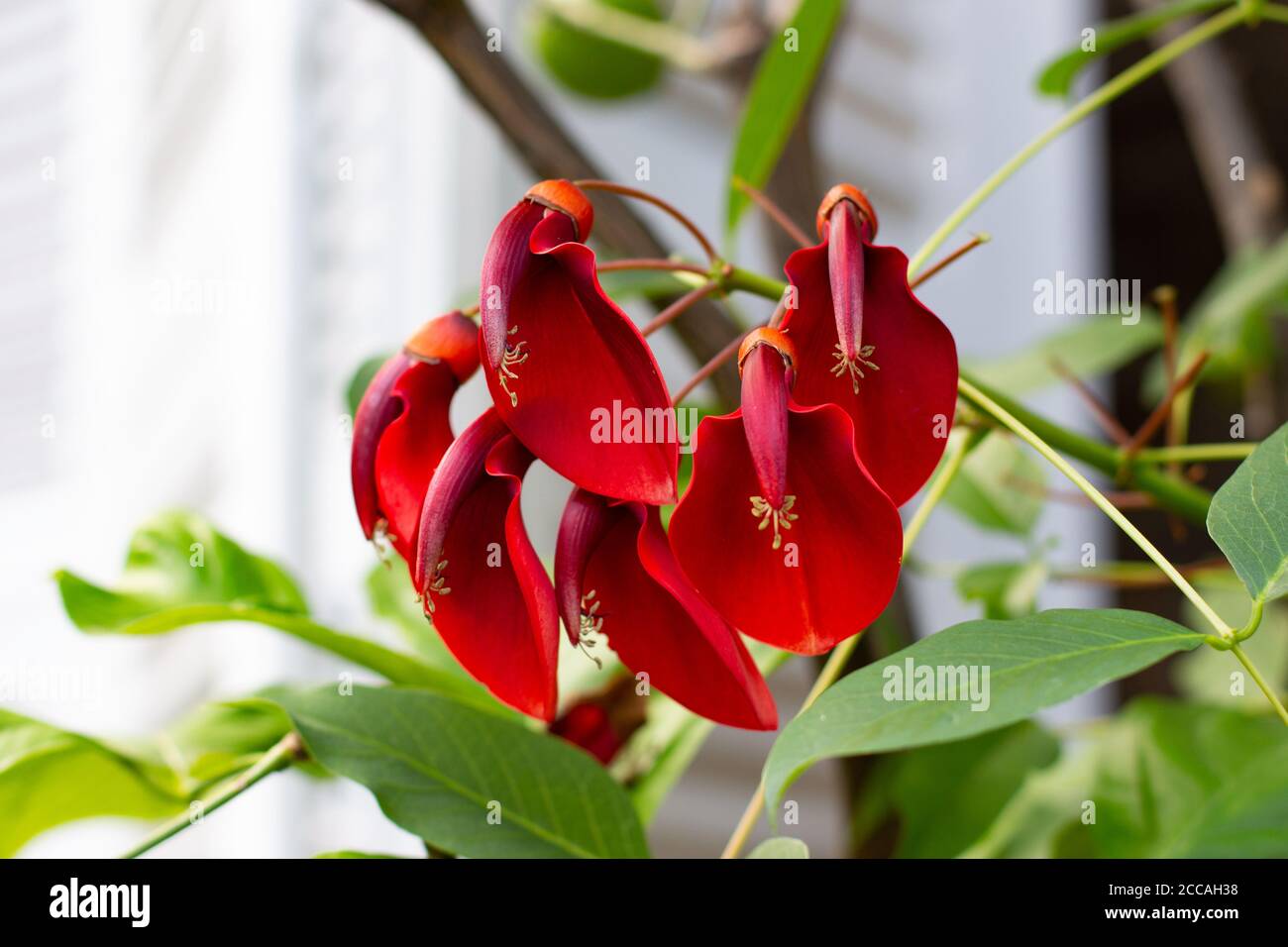 Scarlet flame tree hi-res stock photography and images - Alamy