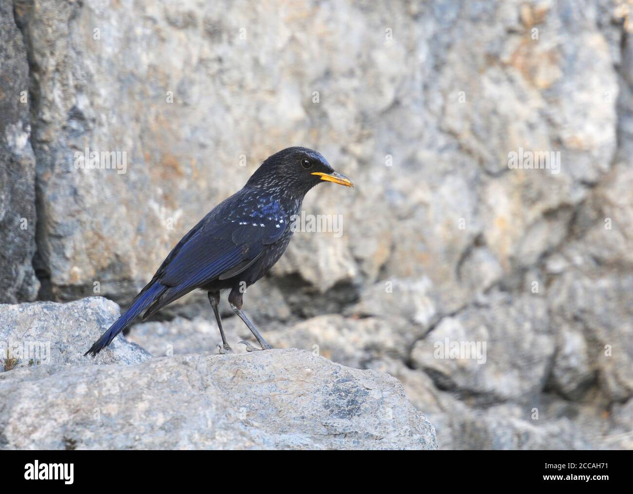 Whistling thrush hi-res stock photography and images - Alamy