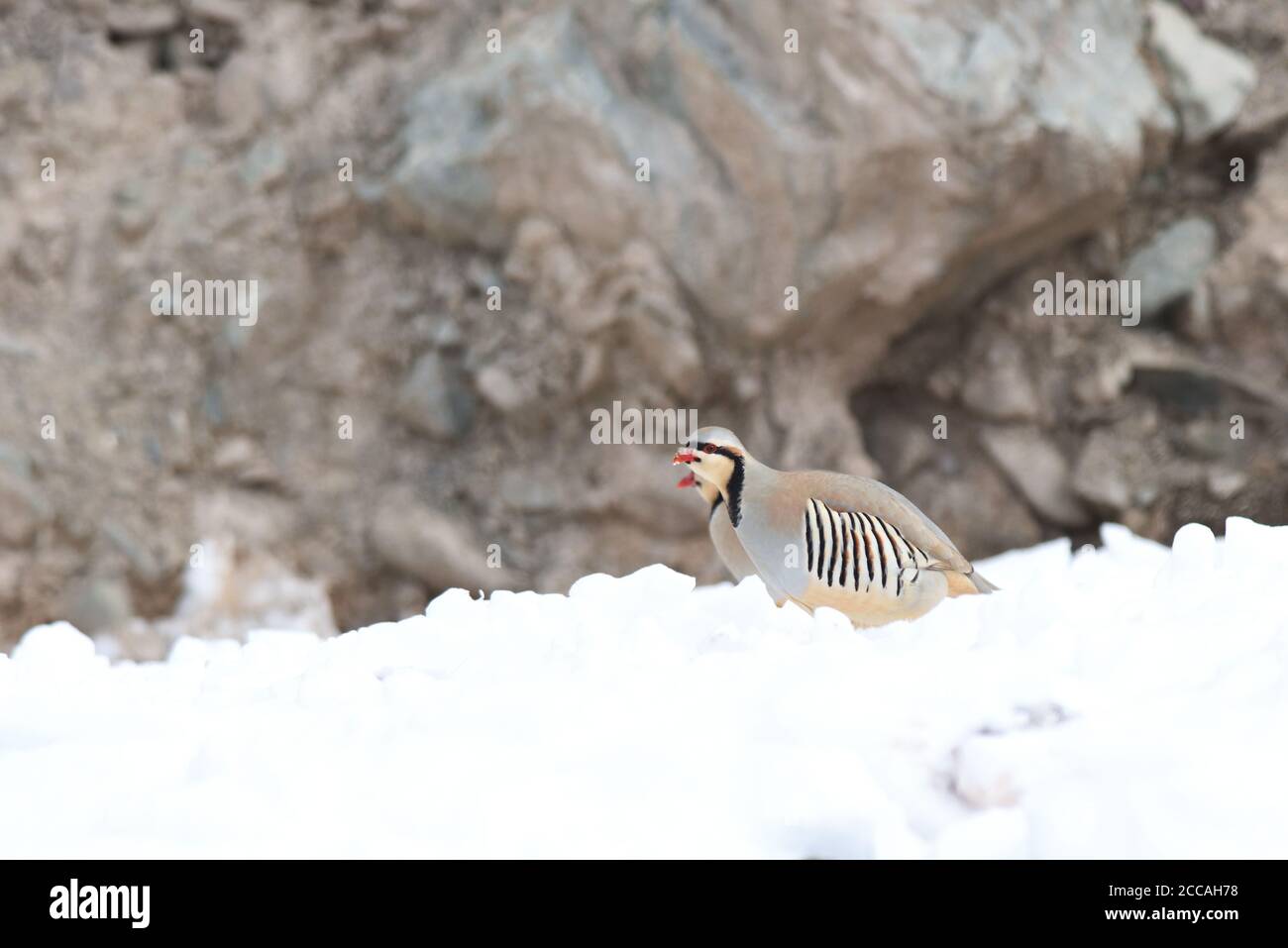Patridge bird hi-res stock photography and images - Alamy