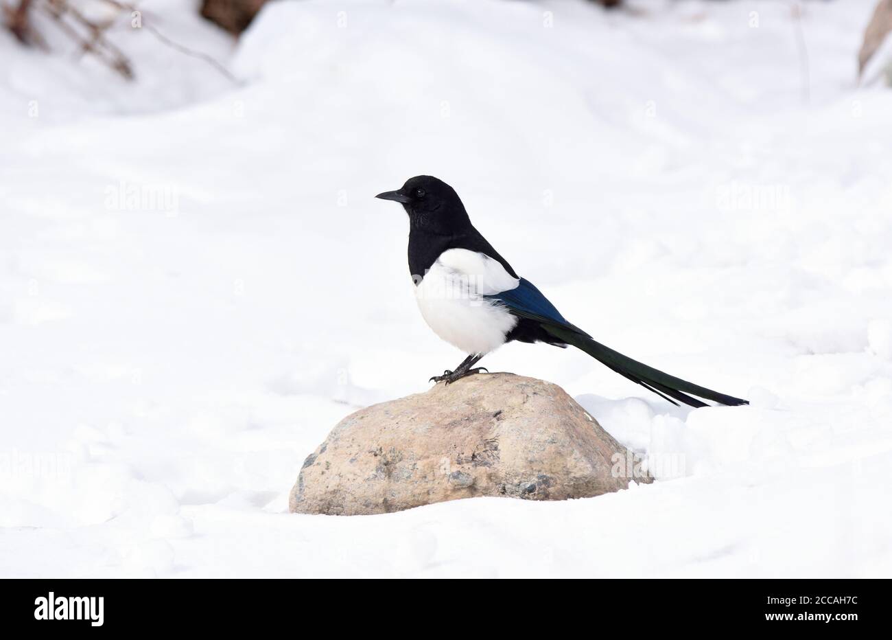 Eurasian Magpie sitting on rock on snow Stock Photo - Alamy