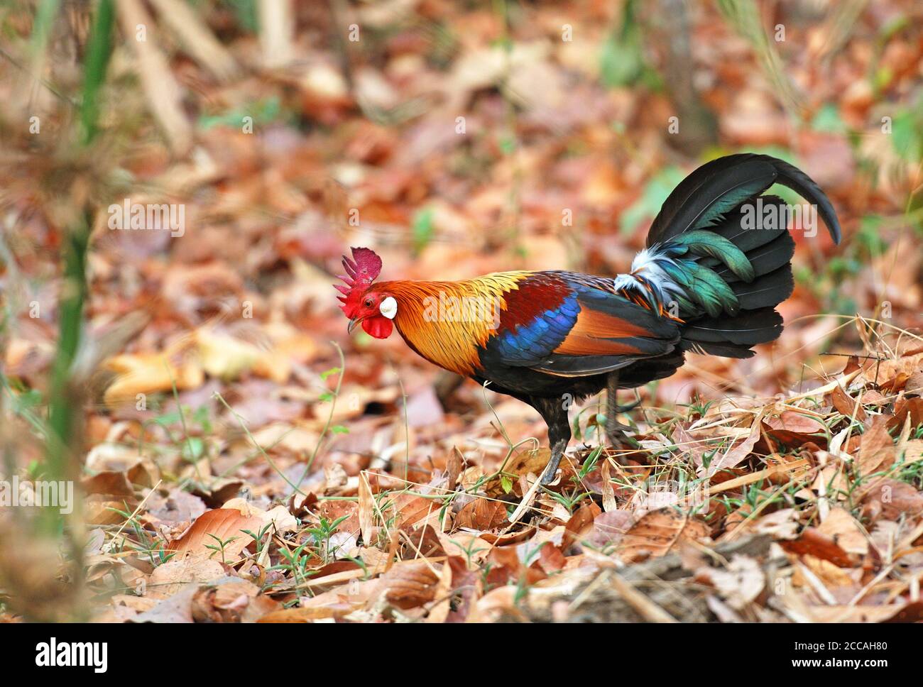 Red Jungle Fowl Closeup Stock Photo - Alamy