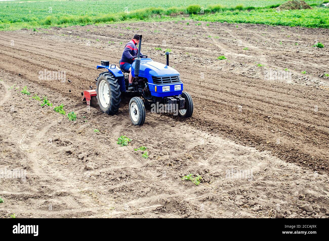 Farmer on a tractor loosens soil with milling machine. First stage of ...
