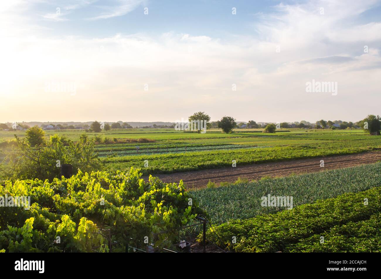 Plantation land hi-res stock photography and images - Alamy