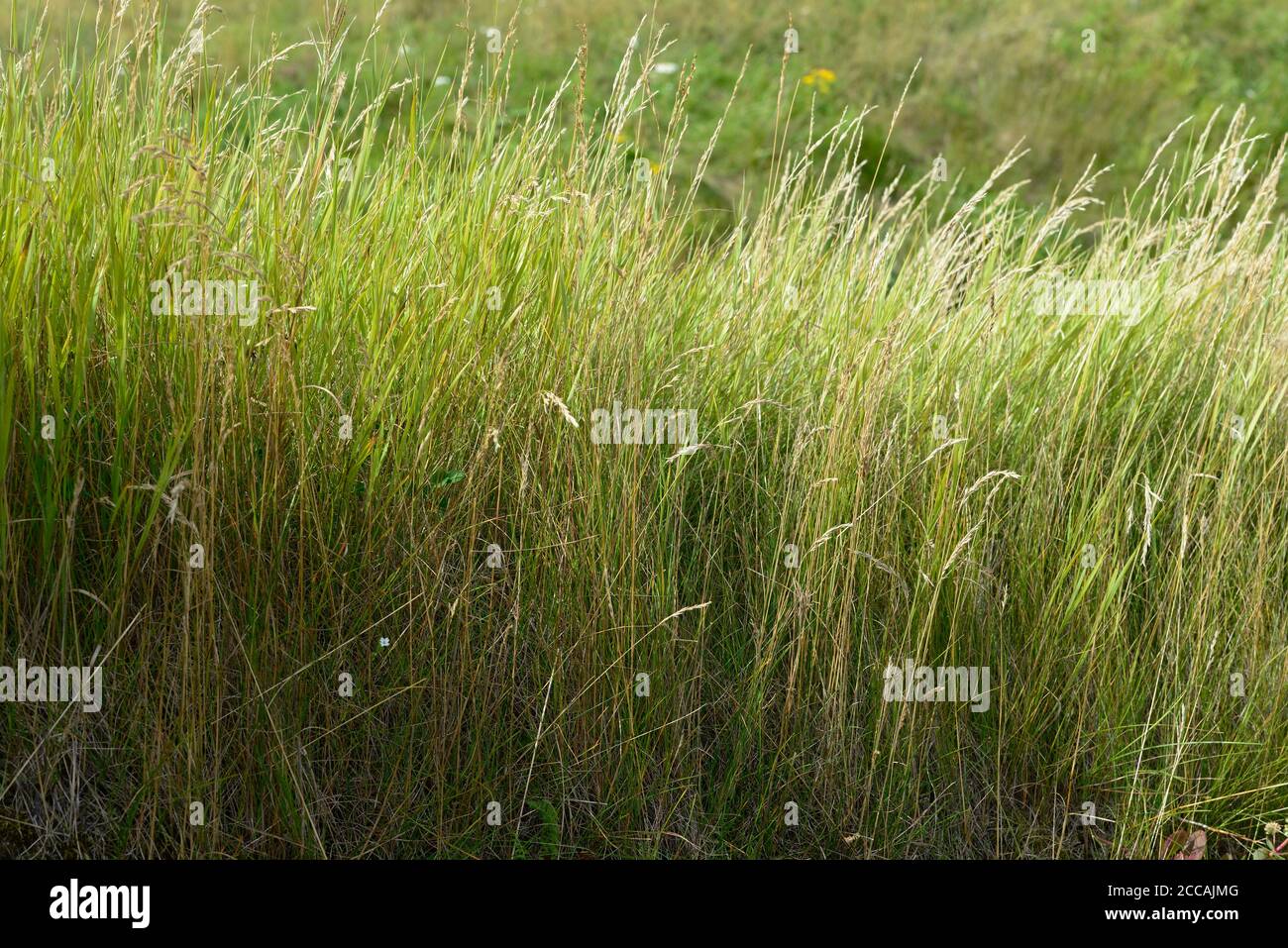 Lush green grass in hi-res stock photography and images - Alamy