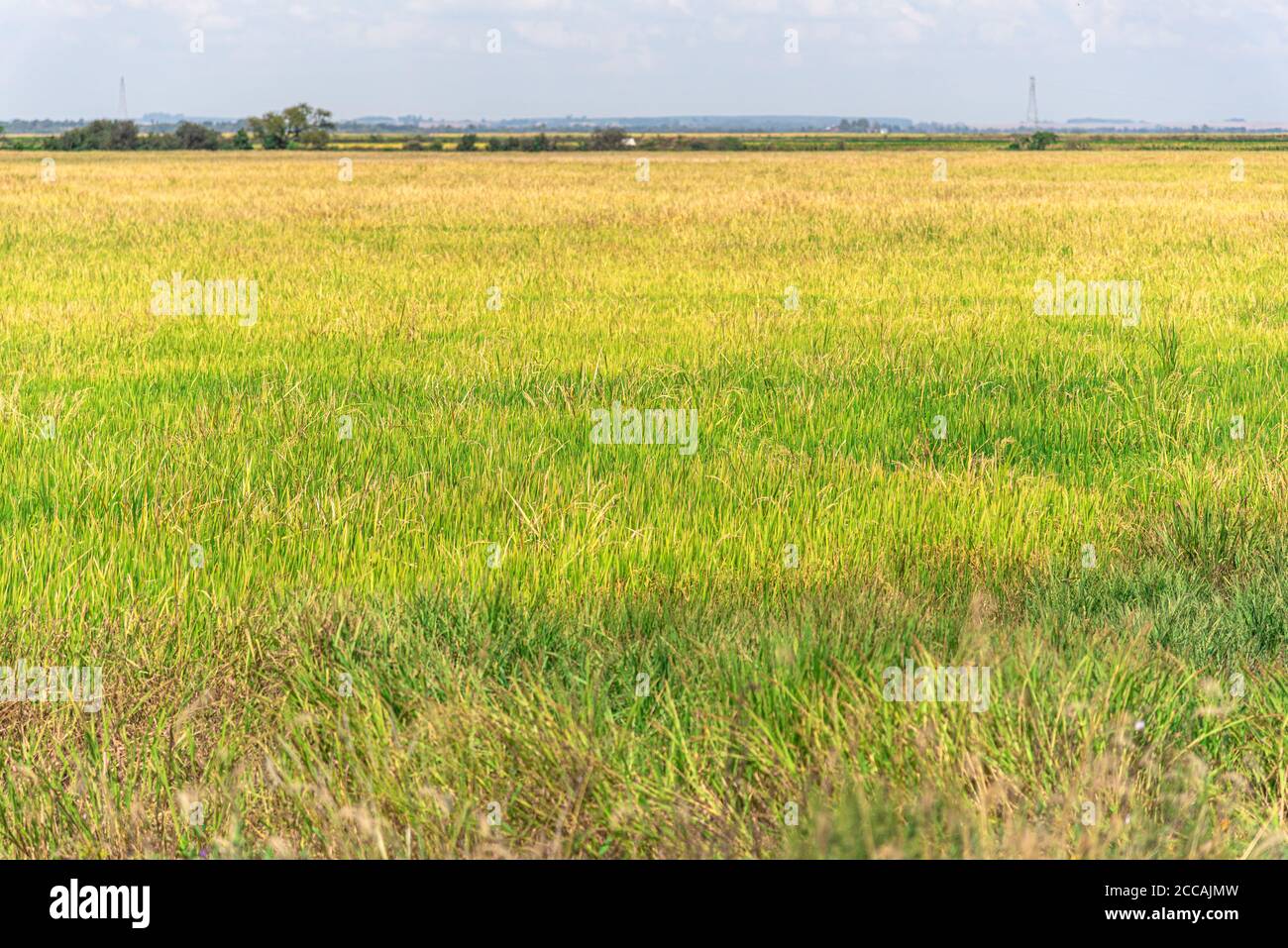Irrigated rice plantation. Subsistence and precision agriculture. Farm ...