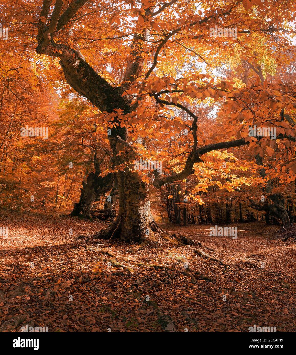 Beechwood tree hi-res stock photography and images - Alamy