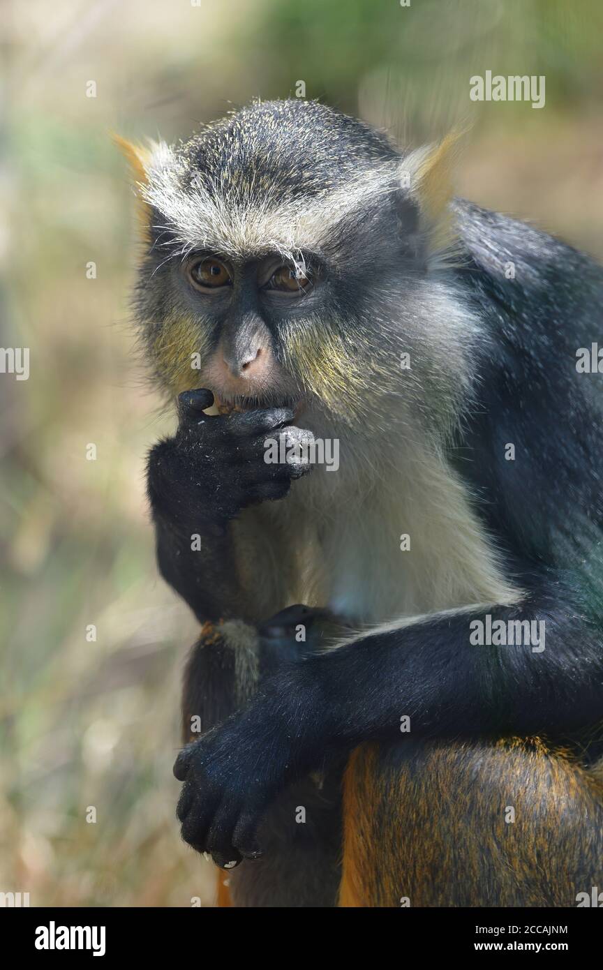 Wolf’s Guenon Mona Monkey Cercopithecus Mona Stock Photo - Alamy