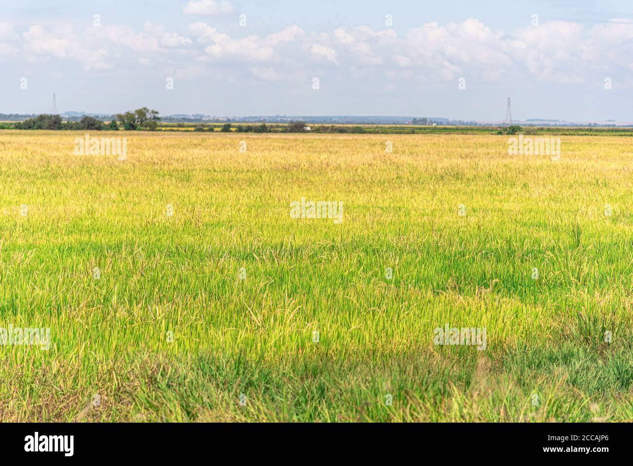 Irrigated rice plantation. Subsistence and precision agriculture. Farm ...