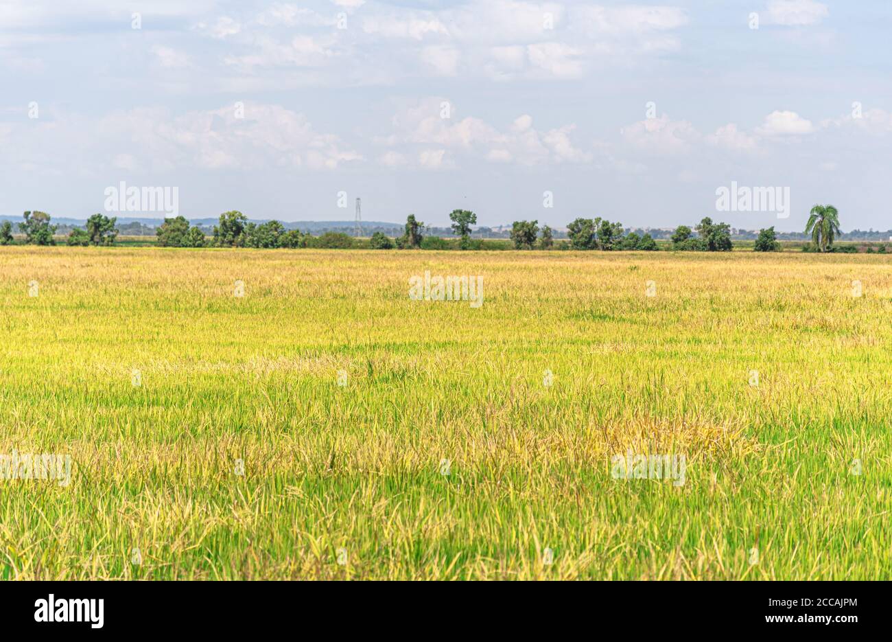 Irrigated rice plantation. Subsistence and precision agriculture. Farm ...