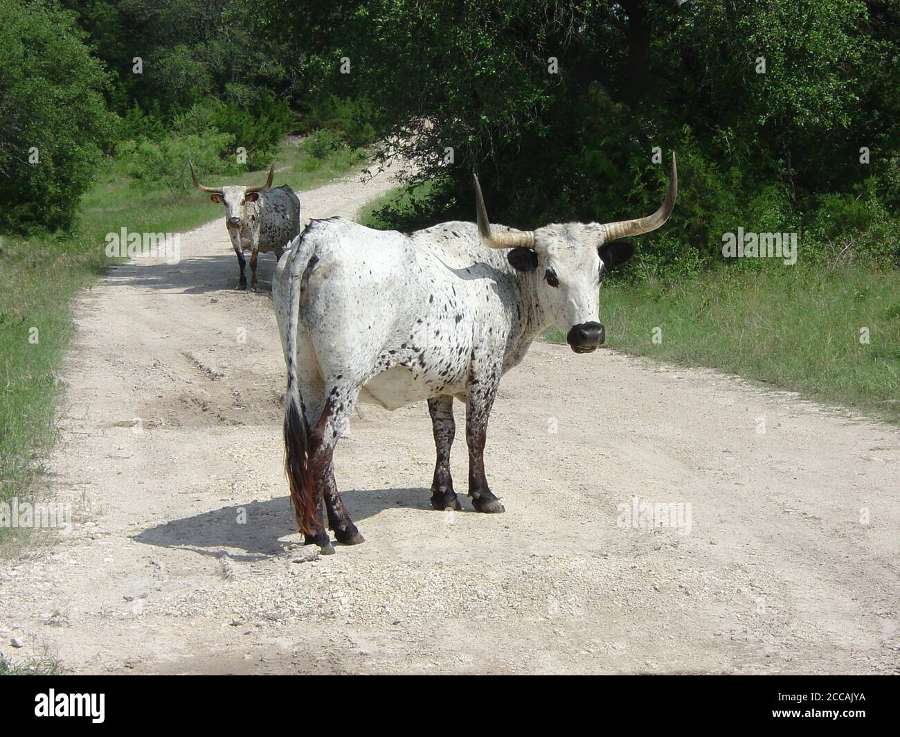 Texas Longhorn with large horns Stock Photo - Alamy