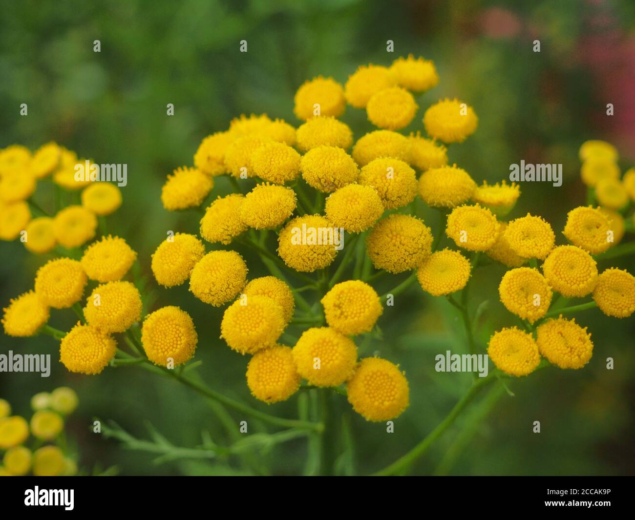 Clusters of small round yellow tansy flowers. Close up Stock Photo - Alamy