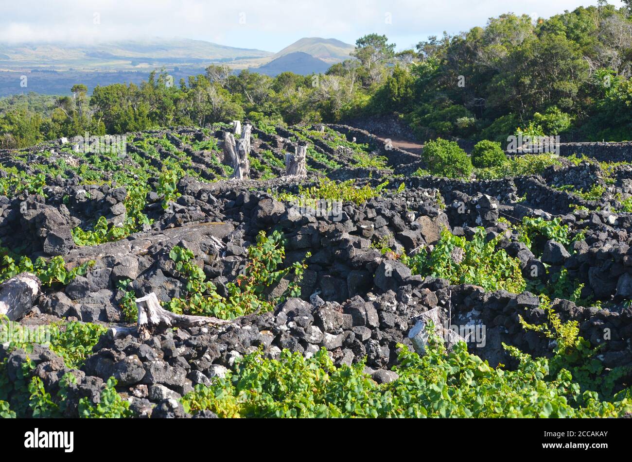 UNESCO-protected traditional vineyards in Pico island, Azores ...
