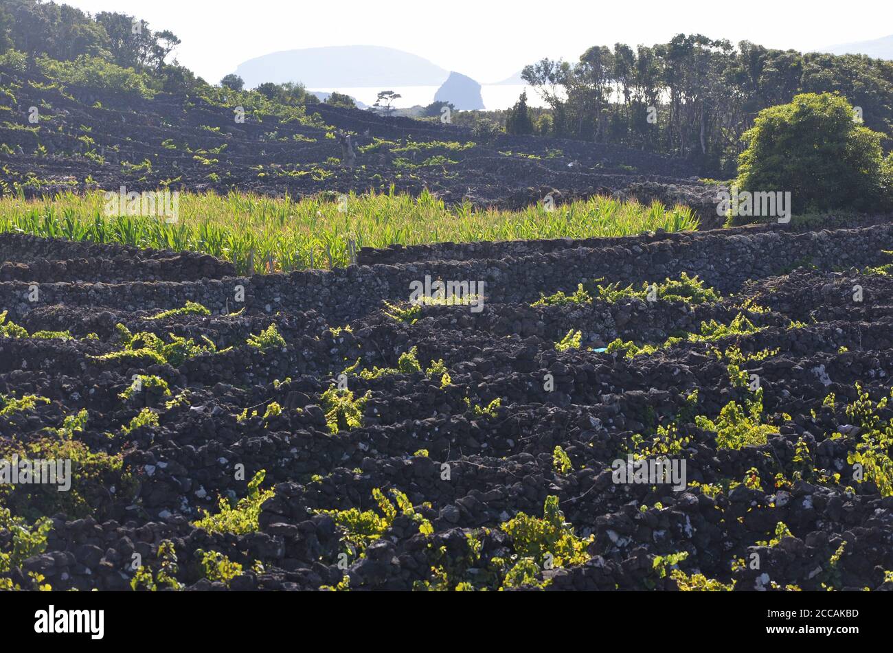 UNESCO-protected traditional vineyards in Pico island, Azores ...