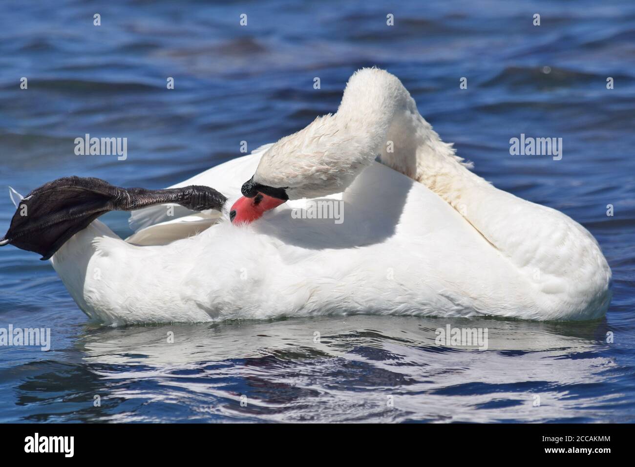 Sea cleaning hi-res stock photography and images - Alamy
