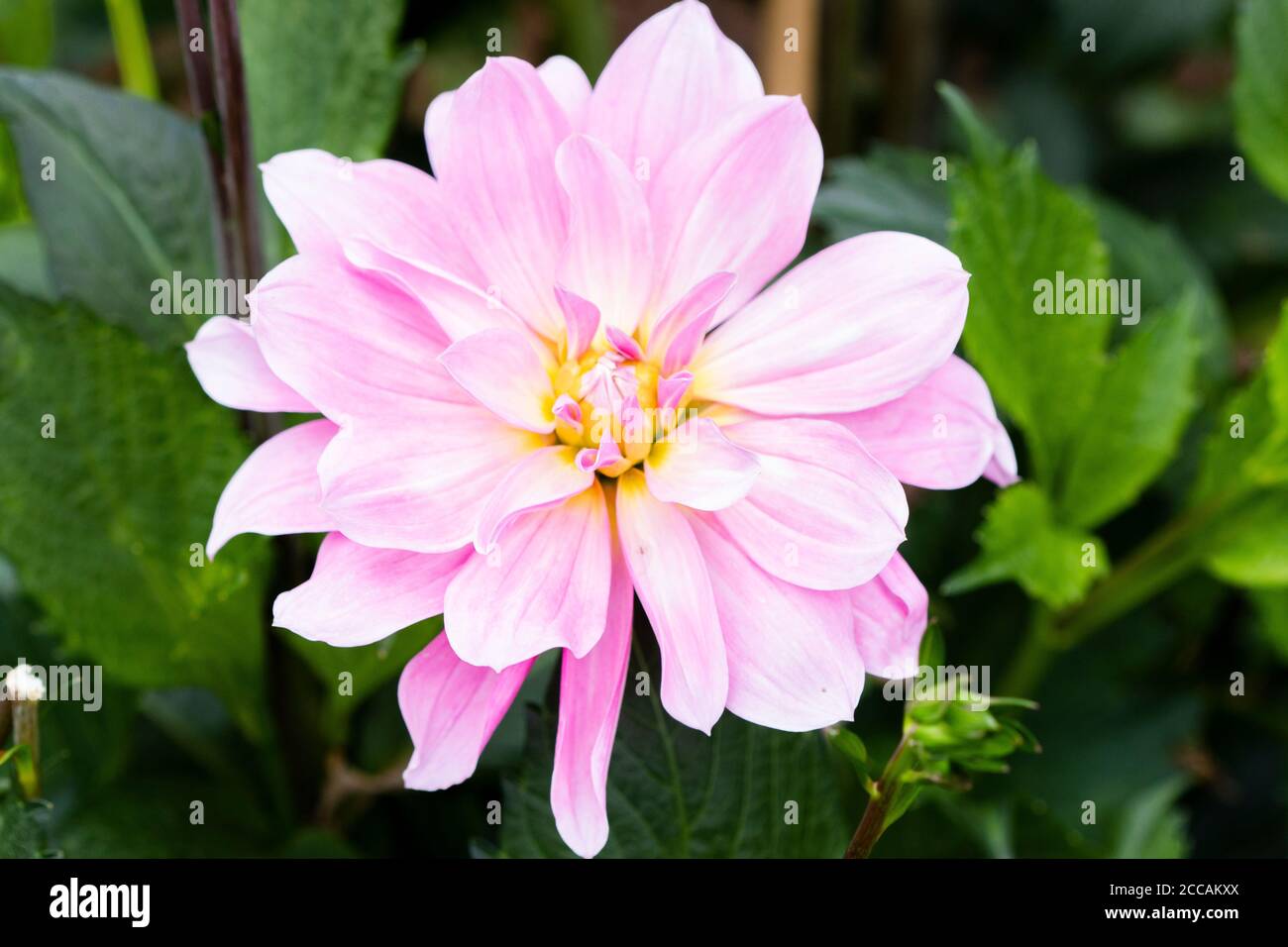 Iceland pink flower hi-res stock photography and images - Alamy
