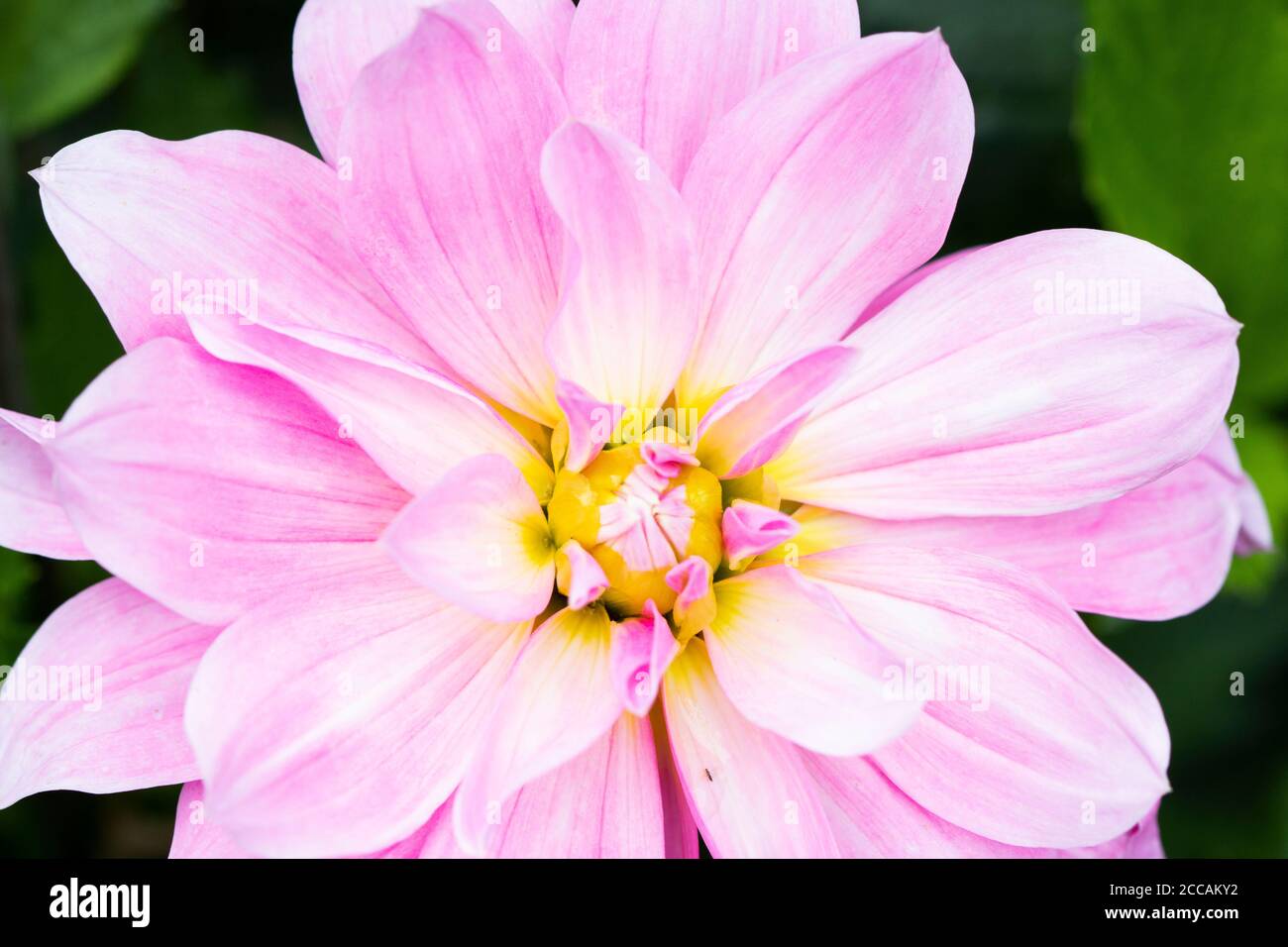 Pink flower in Reykjavík Iceland Stock Photo - Alamy