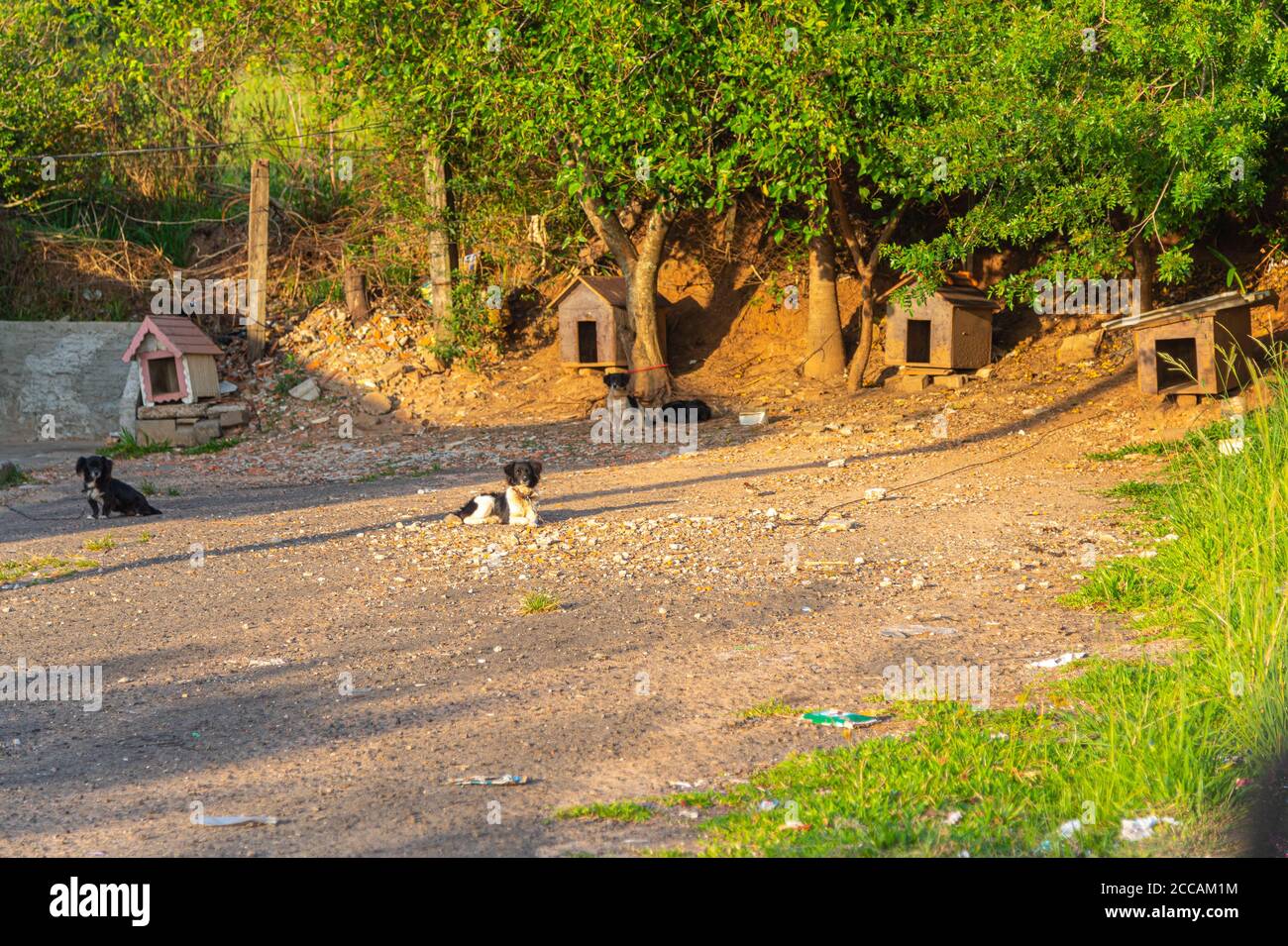 A Kennel made by residents of the neighborhood to shelter street dogs ...