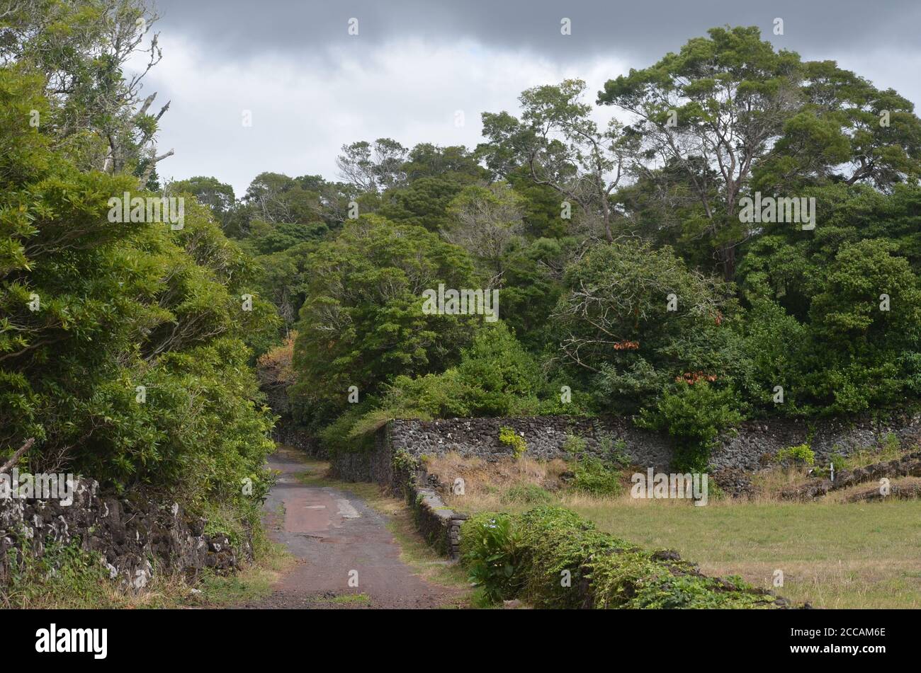 Rural paths amidst vineyards and lush vegetation in Pico island, Azores ...