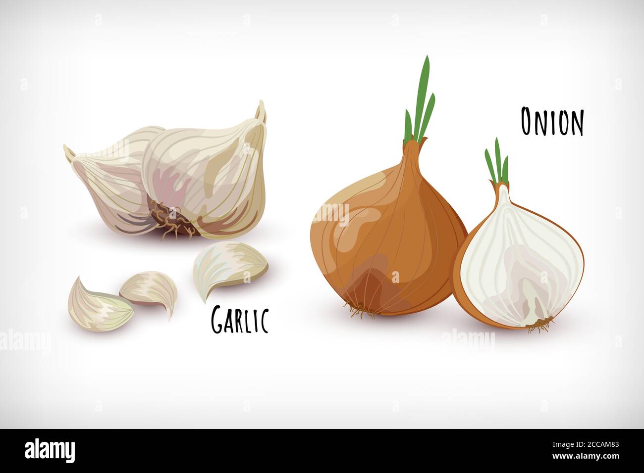 Set garden vegetables. Garlic cloves and onion in flat style. Vegetable ...