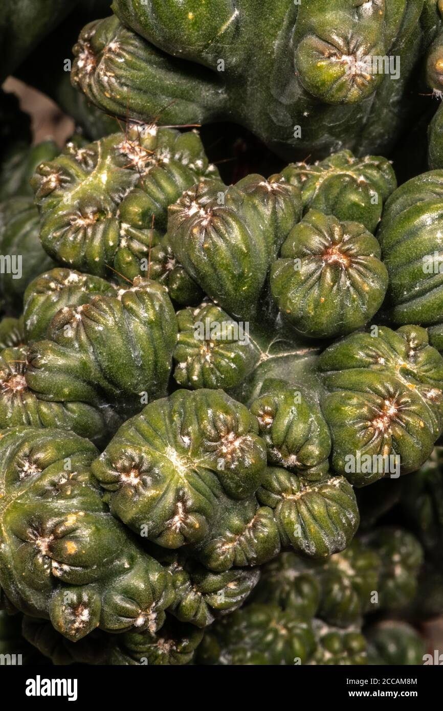 Shoot os Cereus forbesii monstrose ‘Ming Thing’ Cactus Stock Photo - Alamy