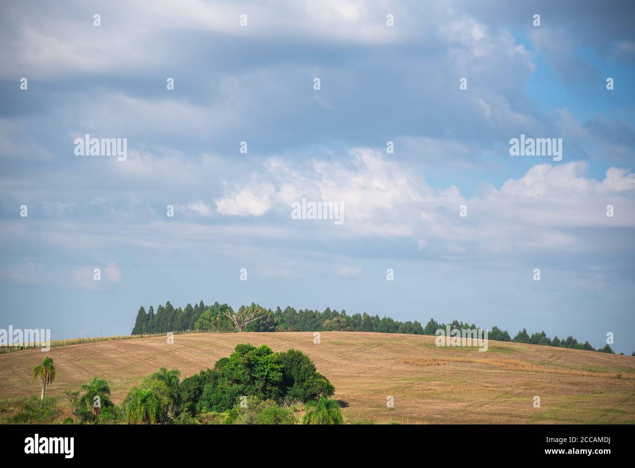 Rural landscape. Soybean crop in the harvest stage. Rural region in ...