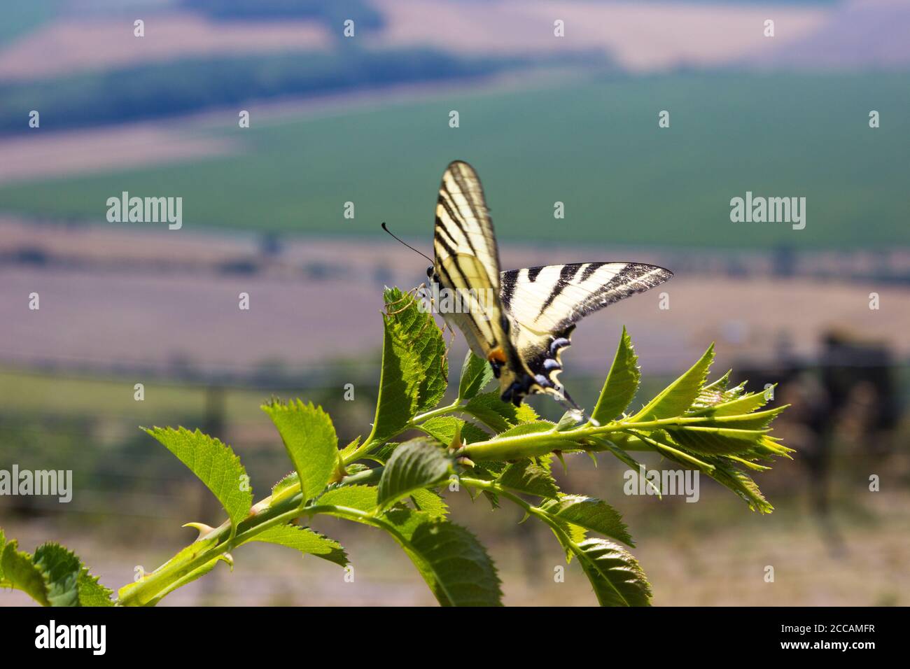 Beautiful swallowtail yellow butterfly. Papilio hospiton, corsican ...