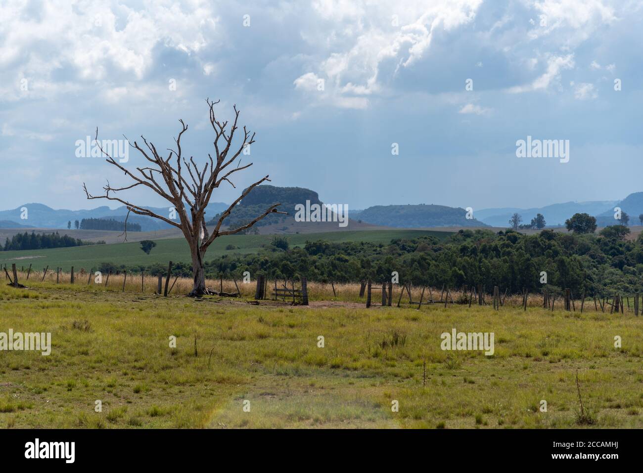 The Pampa Biome is one of the most beautiful types of natural ...