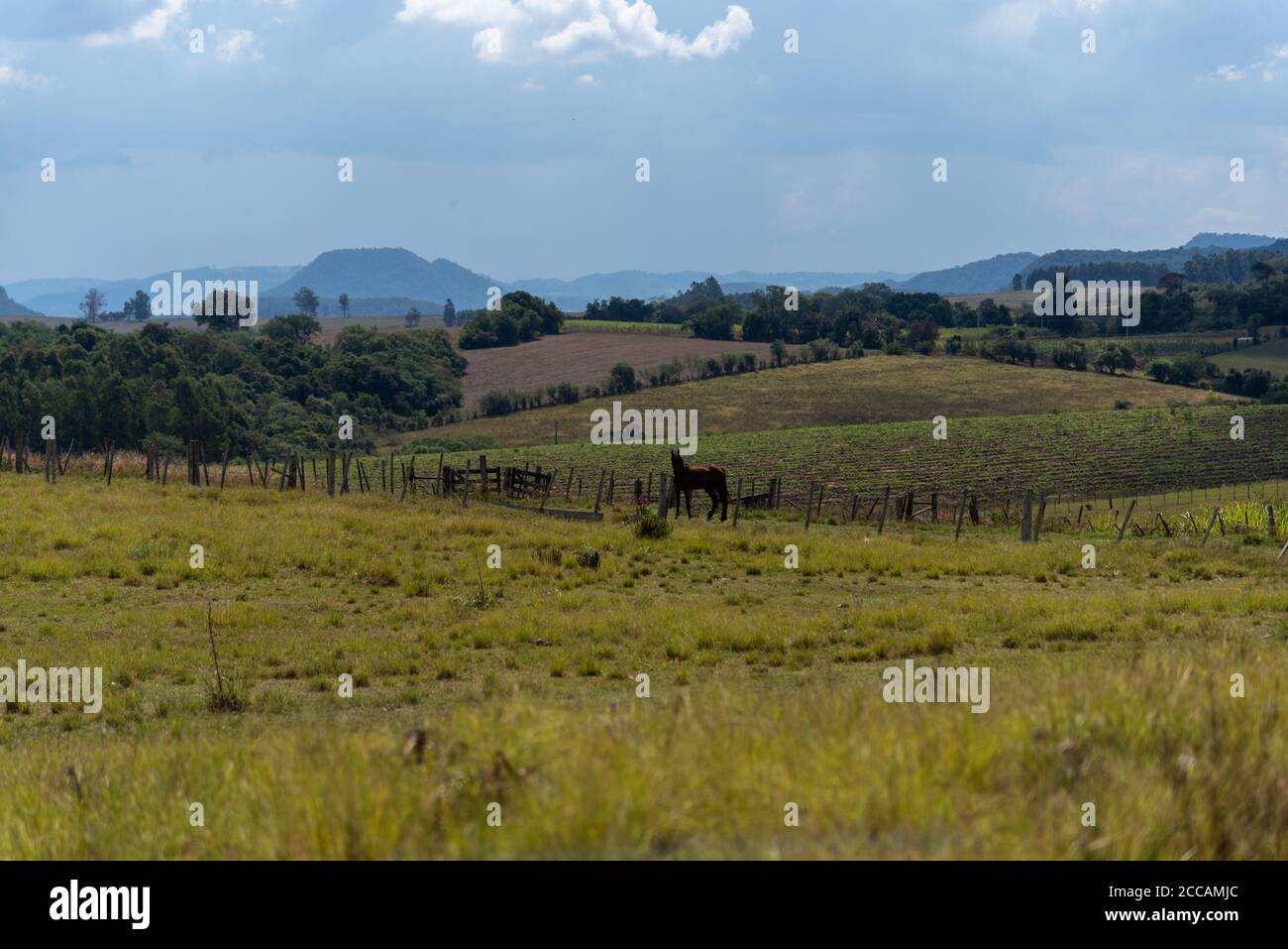 The Pampa Biome is one of the most beautiful types of natural ...